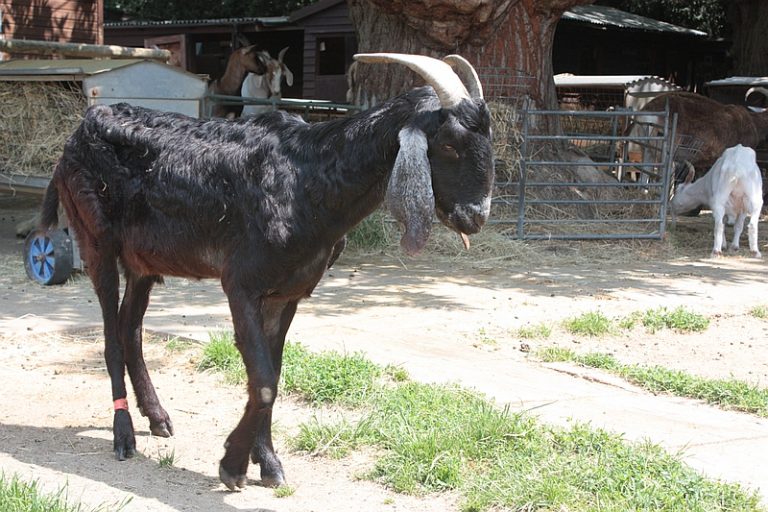 Elder Goat Care: Preparation and Treatment Tips - Goat Journal